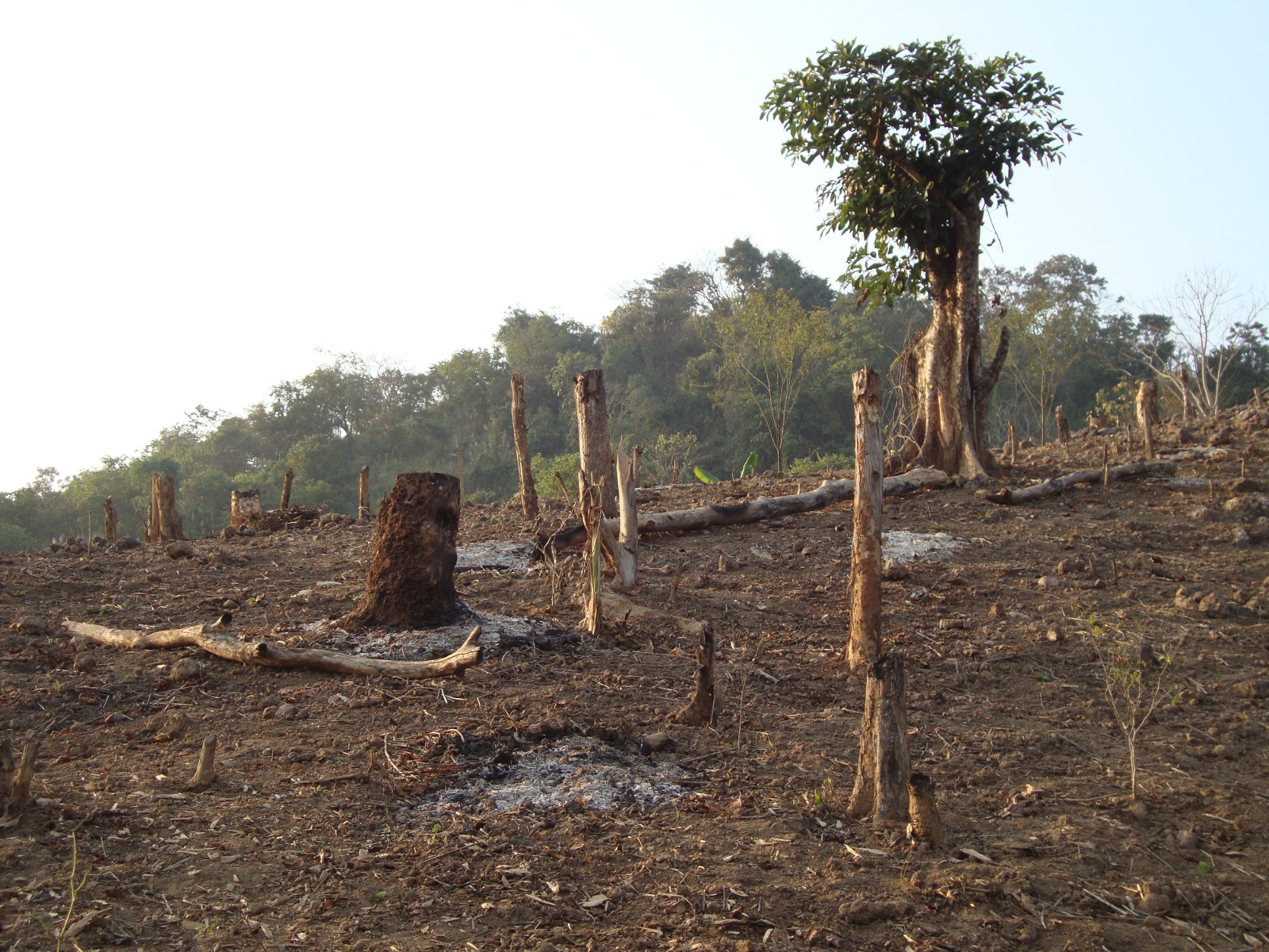 Origins of the Garos – WillyLogan.com